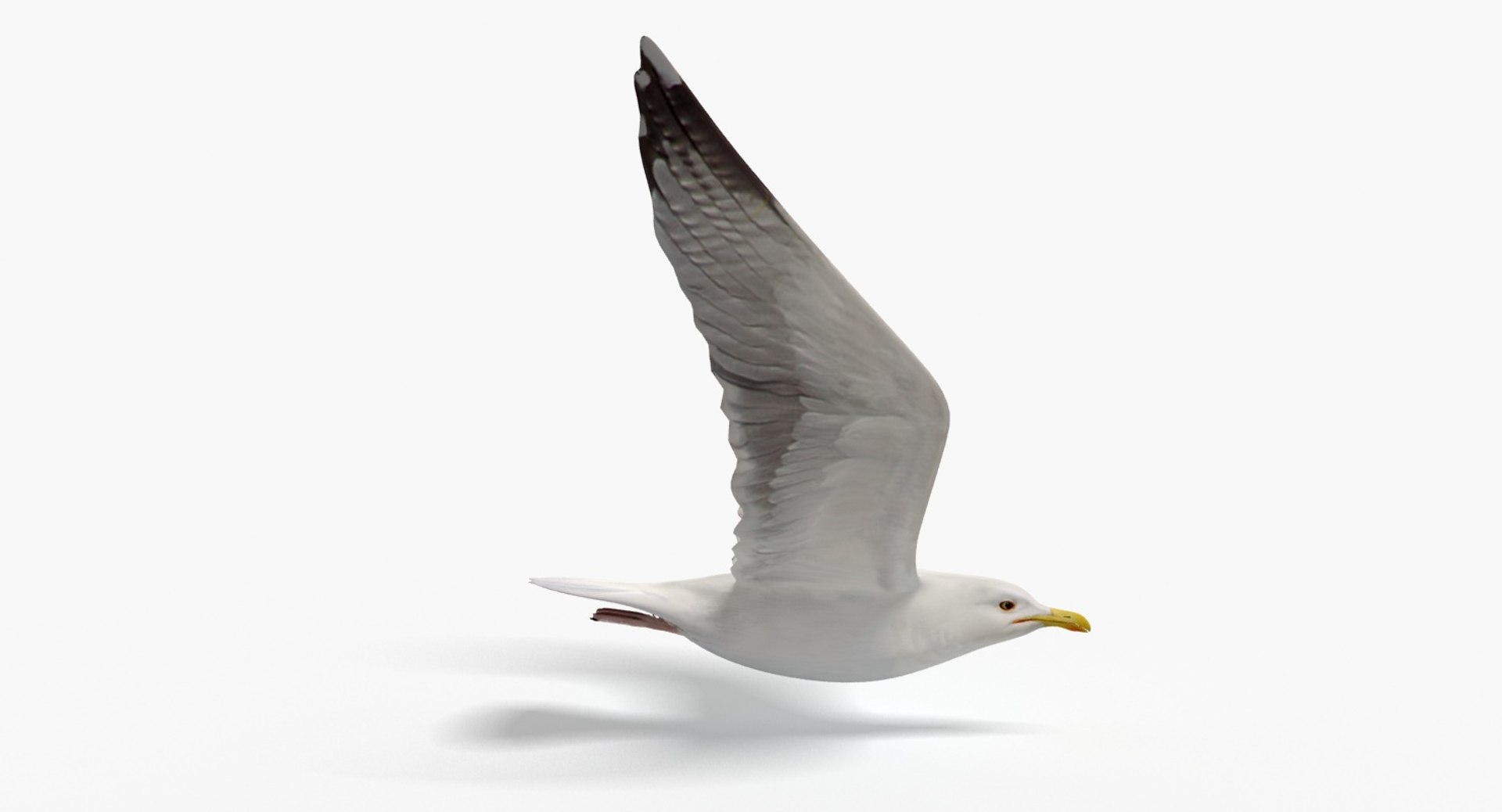 3d Seagull Flying Animation Model