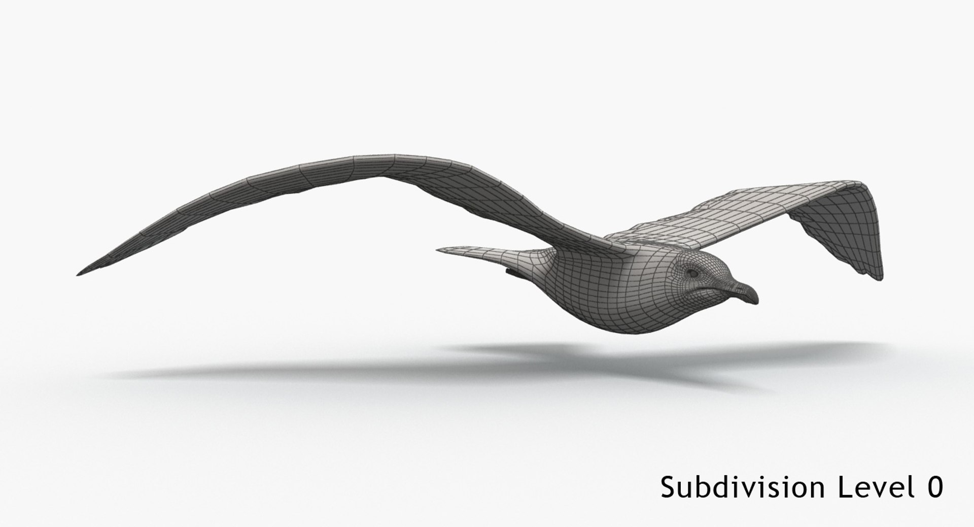 3d seagull flying animation model
