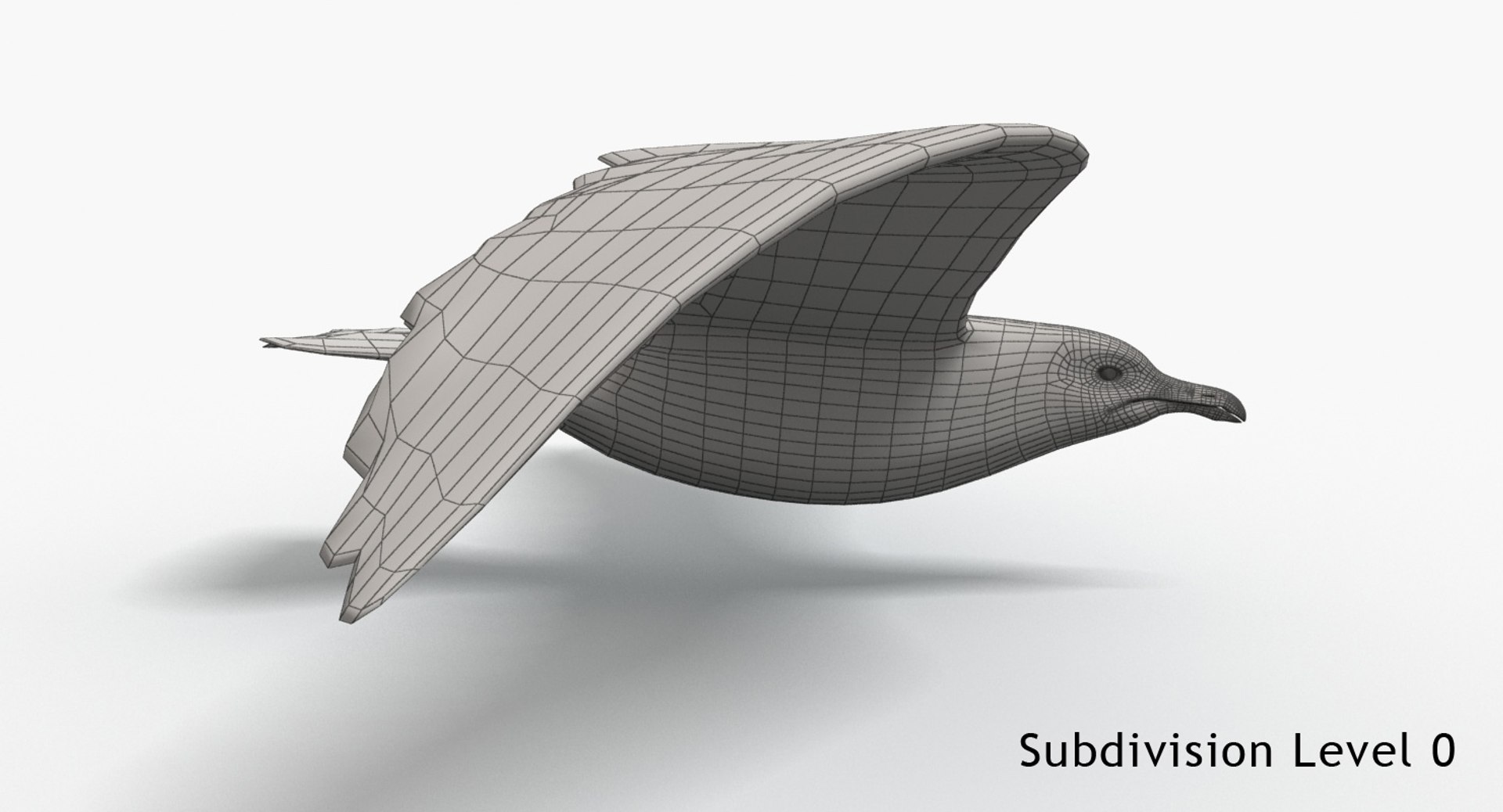 3d seagull flying animation model