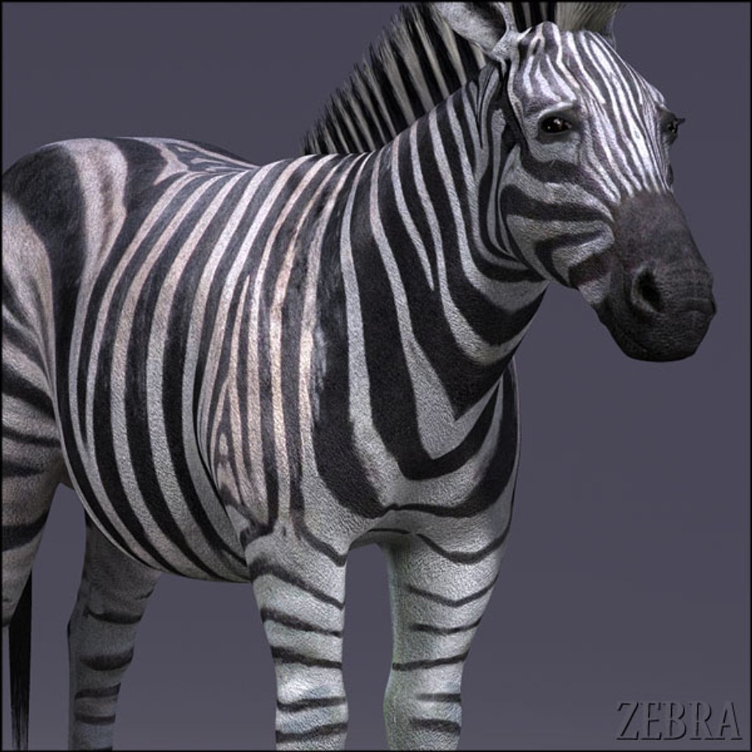 3d model realistic zebra
