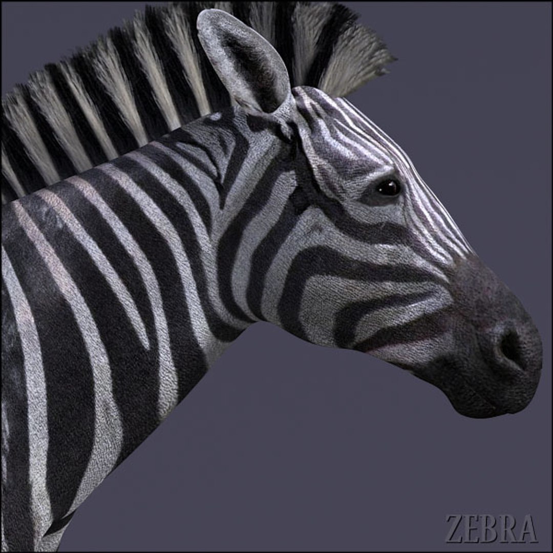 3d model realistic zebra