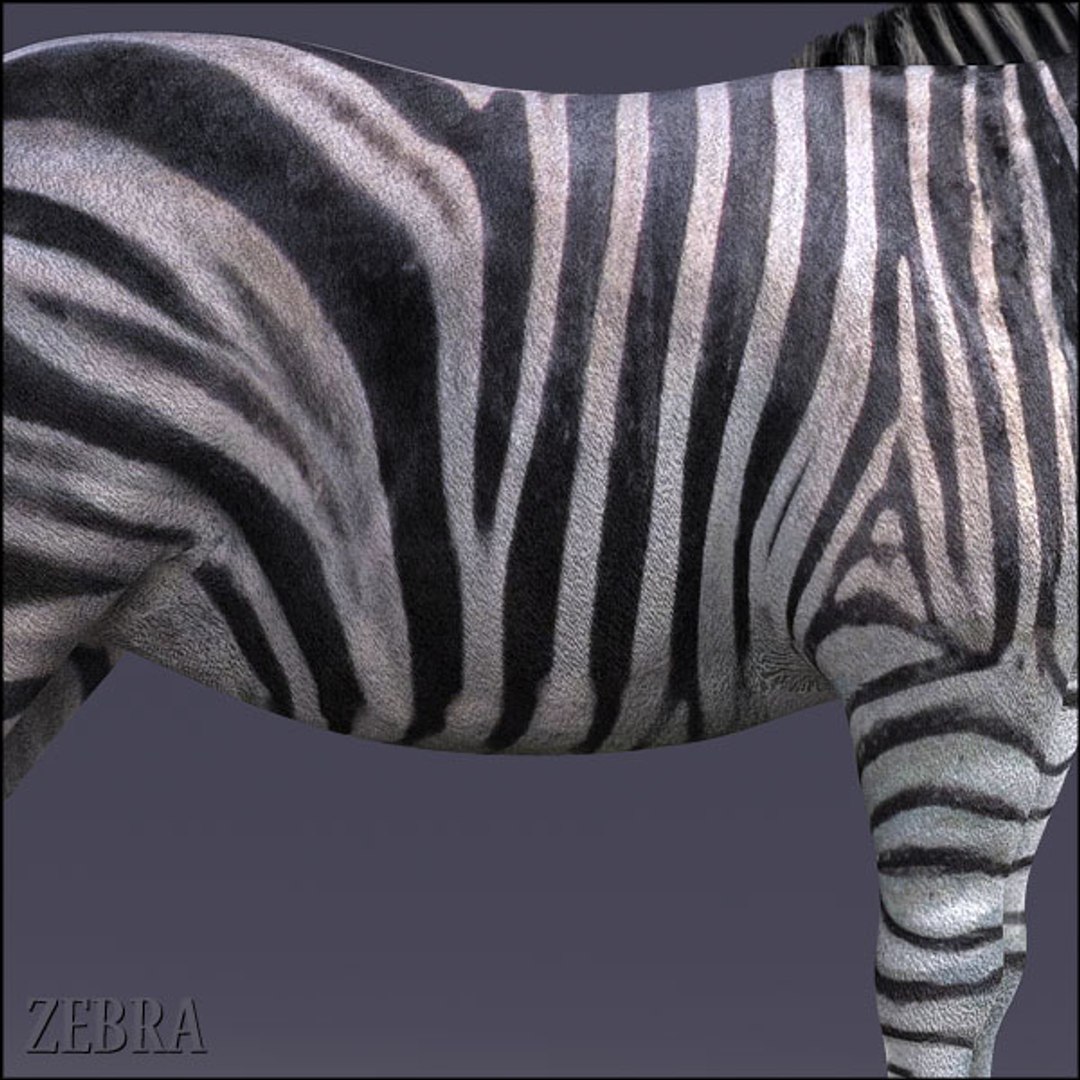 3d model realistic zebra