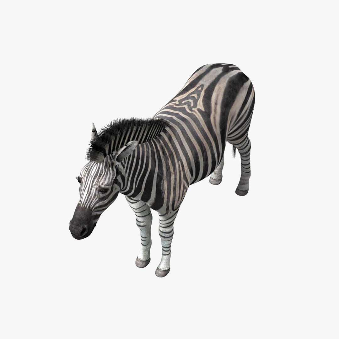 3d model realistic zebra