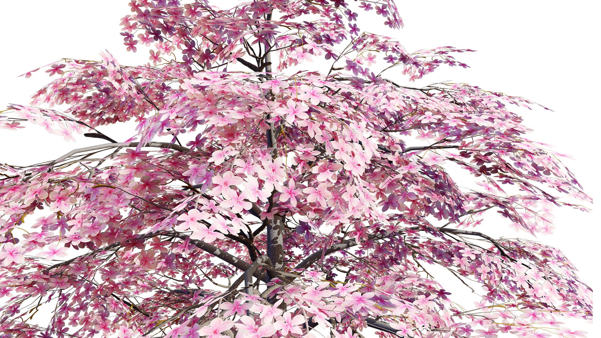 3D High-Quality Magnolia Tree 3D Assets Model - TurboSquid 2336319