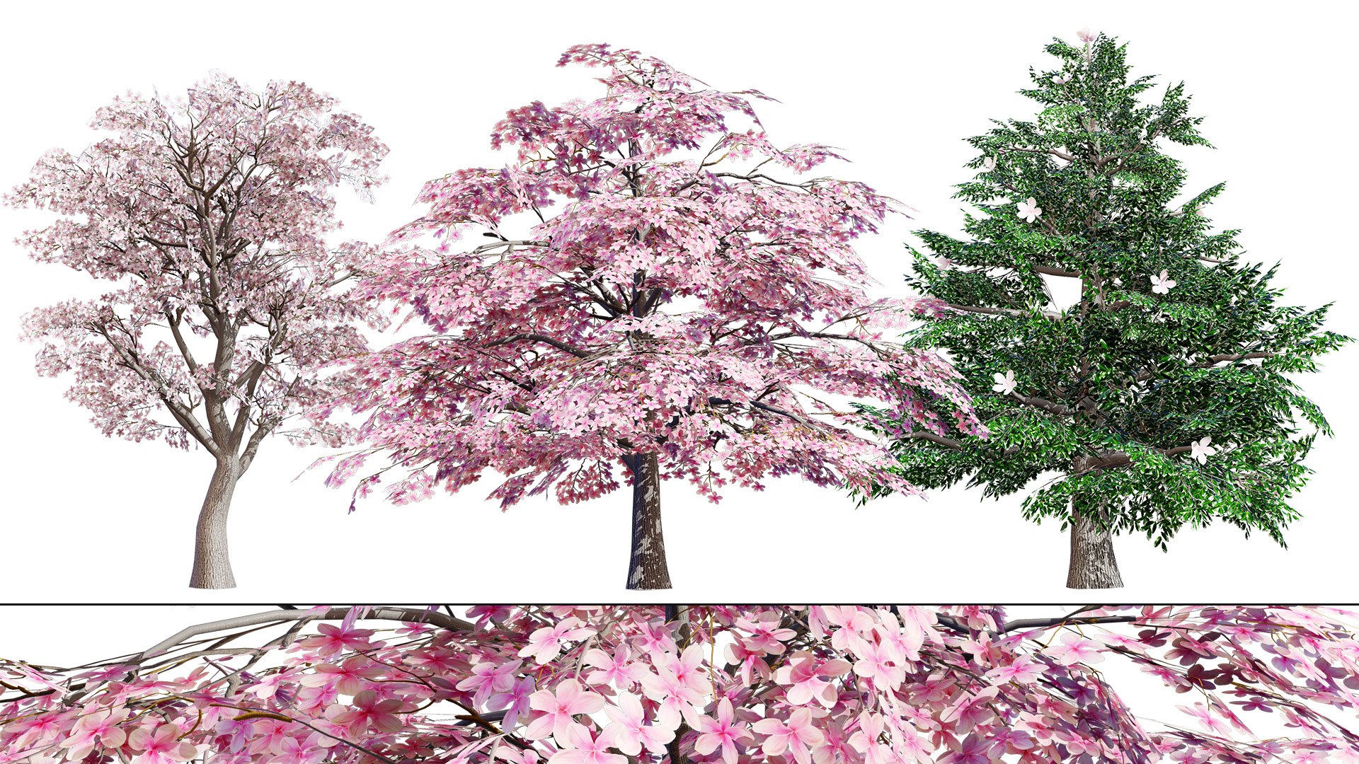 3D High-Quality Magnolia Tree 3D Assets Model - TurboSquid 2336319