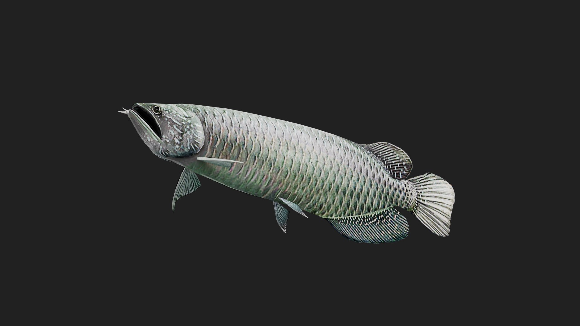 3D Arowana - TurboSquid 2123268