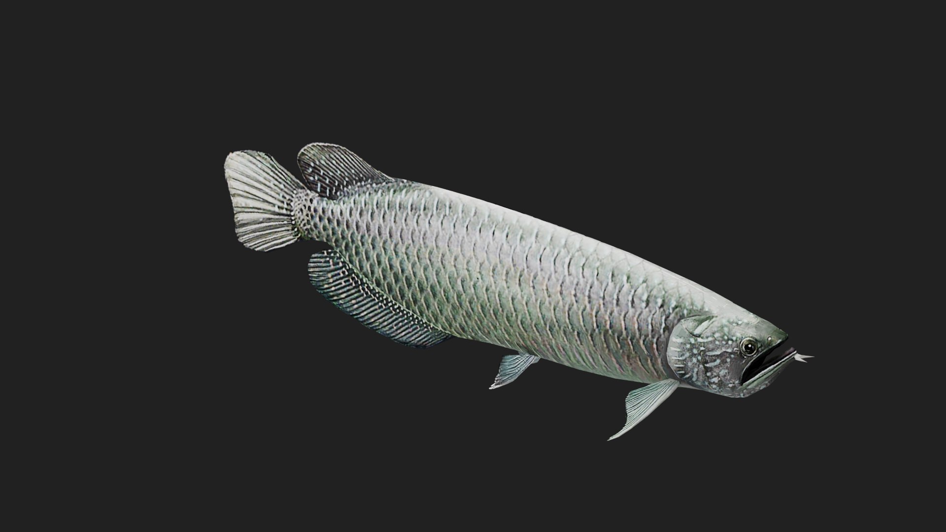 3D Arowana - TurboSquid 2123268