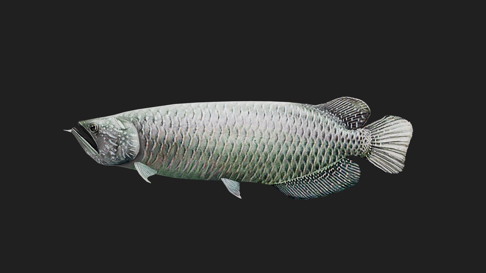 3D Arowana - TurboSquid 2123268