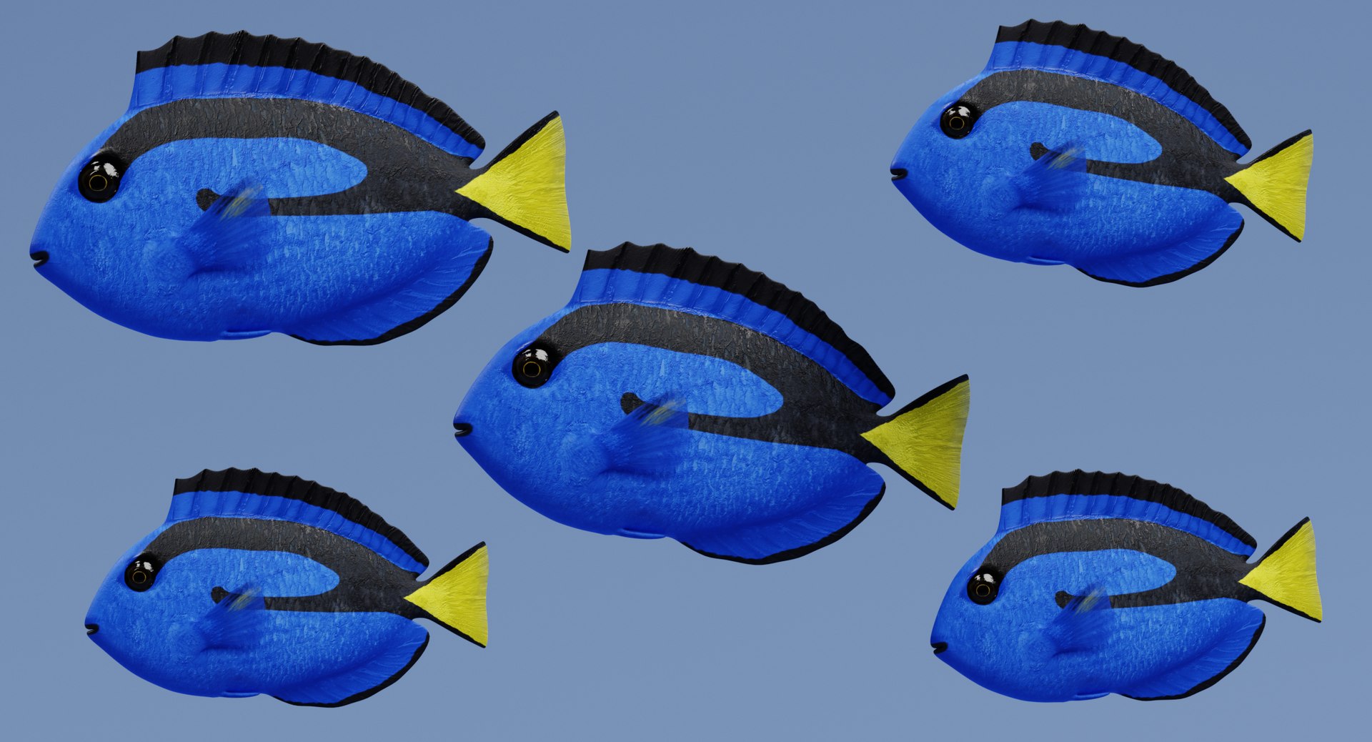 Blue Tang 3D Model - TurboSquid 1251116