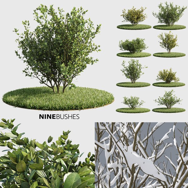 Bush 3D Models for Download | TurboSquid