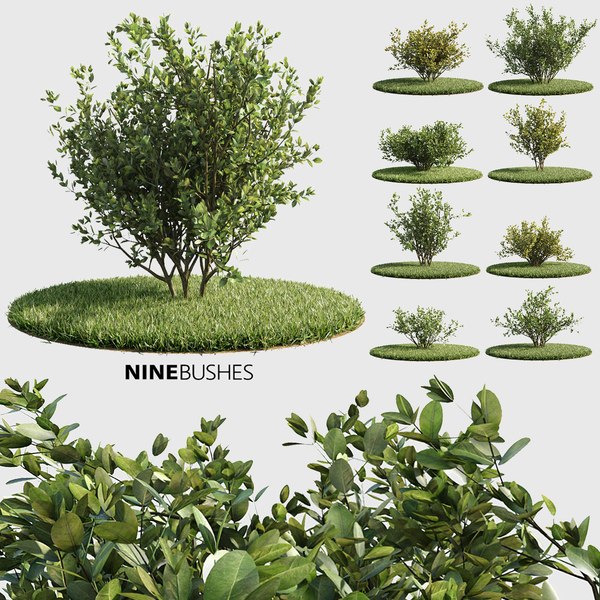 3d model bushes v-ray corona