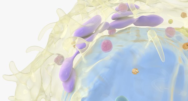 3D model lymphocyte t-cell b-cell - TurboSquid 1267406