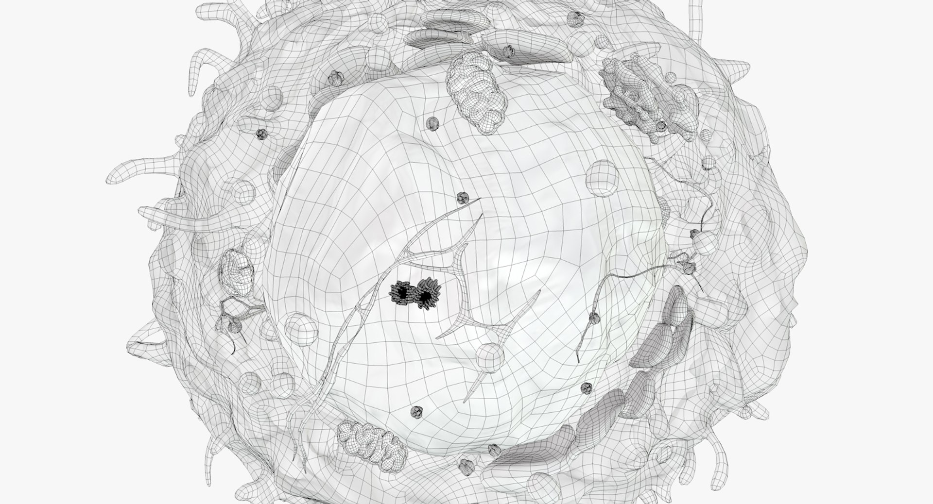 3D model lymphocyte t-cell b-cell - TurboSquid 1267406
