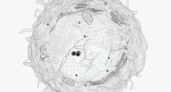 3D model lymphocyte t-cell b-cell - TurboSquid 1267406