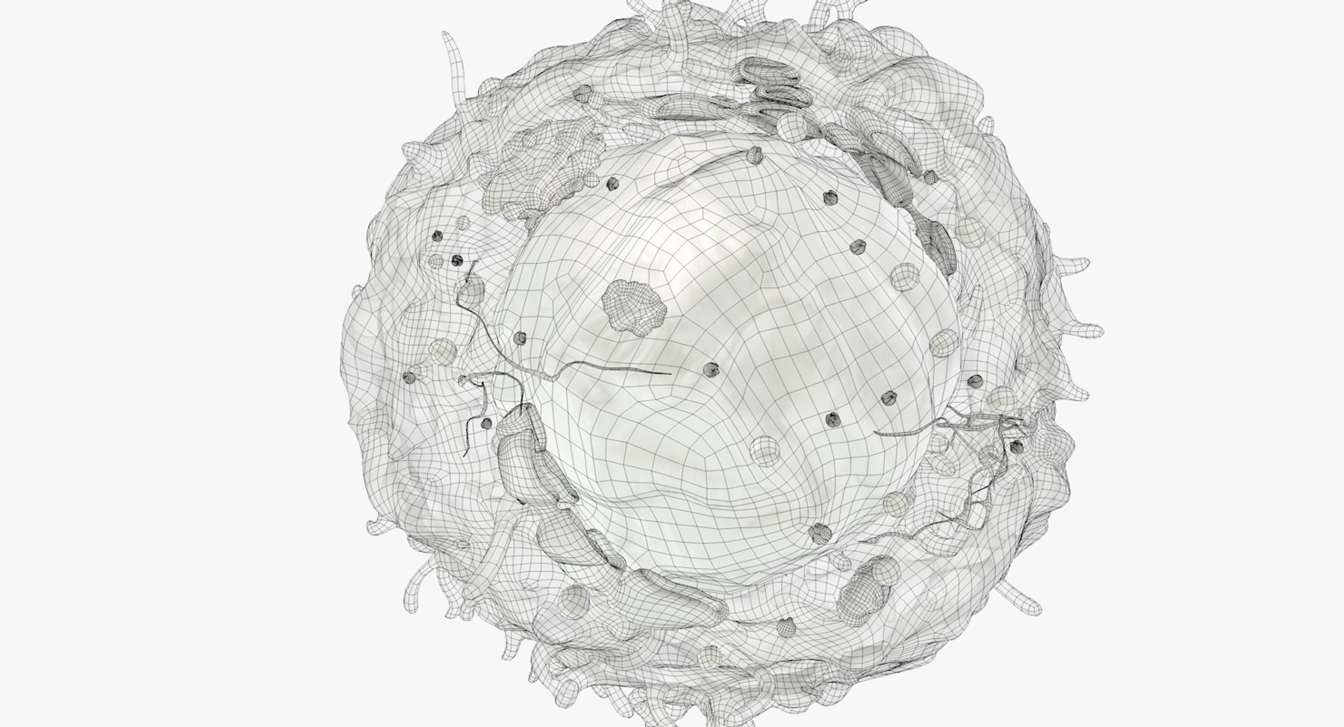 3D model lymphocyte t-cell b-cell - TurboSquid 1267406