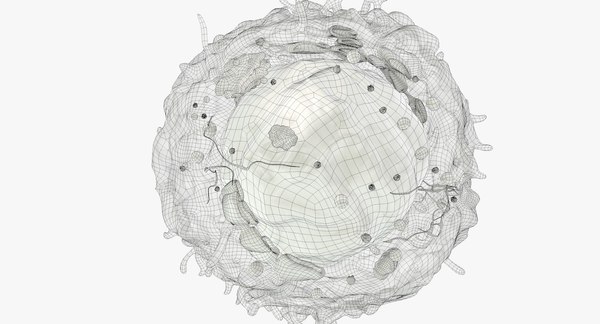 3D model lymphocyte t-cell b-cell - TurboSquid 1267406