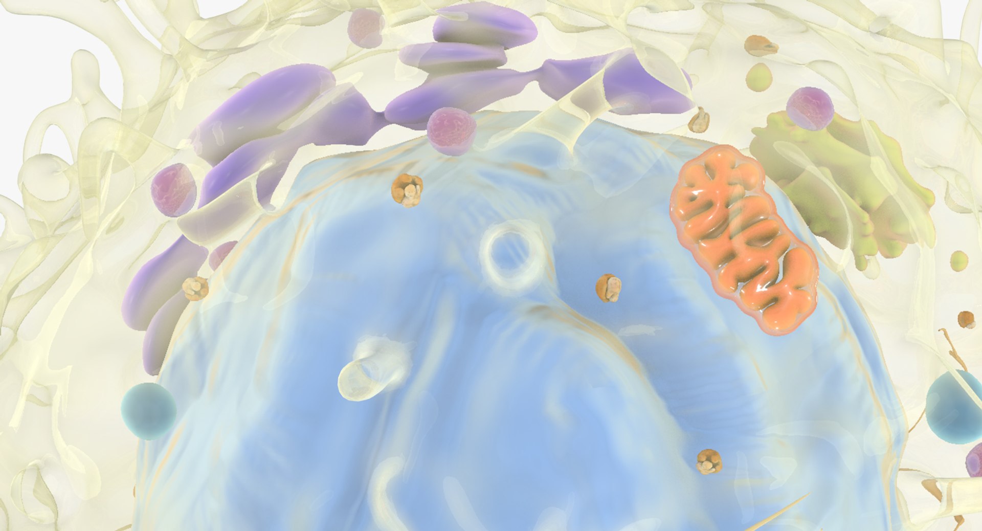 3D model lymphocyte t-cell b-cell - TurboSquid 1267406