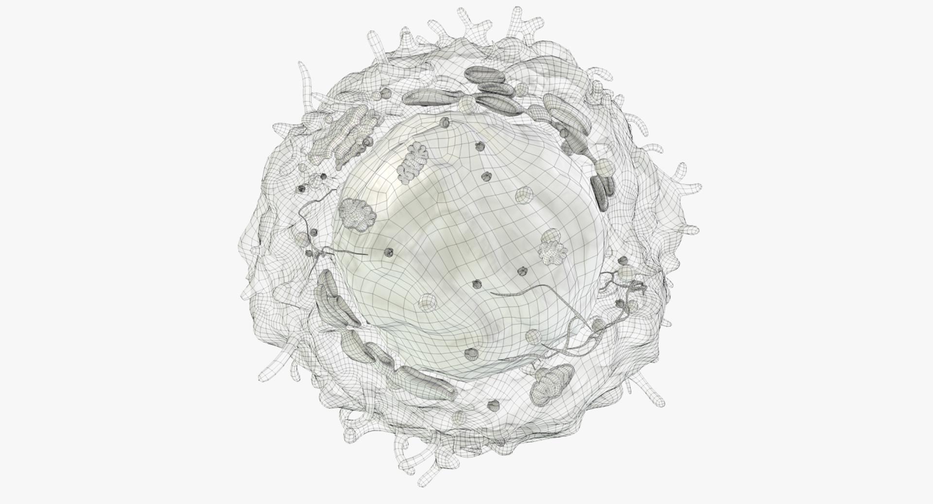 3D Model Lymphocyte T-cell B-cell - TurboSquid 1267406