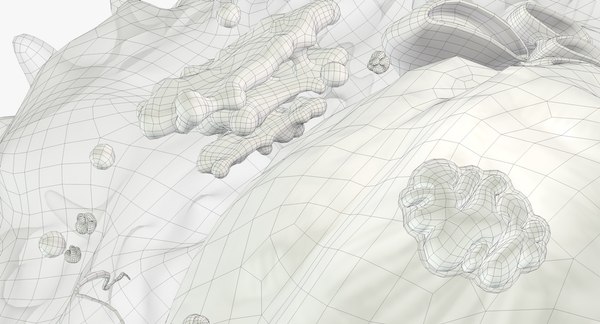 3D model lymphocyte t-cell b-cell - TurboSquid 1267406