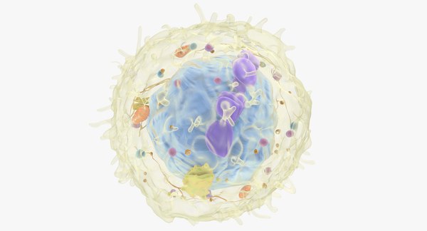 3D model lymphocyte t-cell b-cell - TurboSquid 1267406