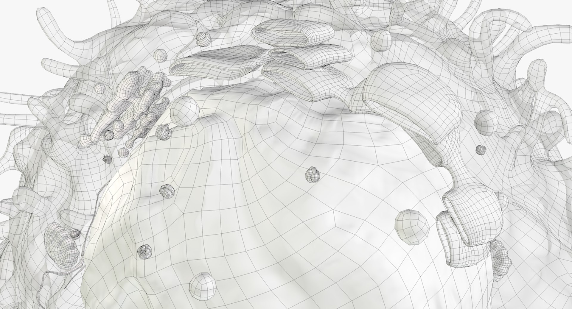 3D model lymphocyte t-cell b-cell - TurboSquid 1267406