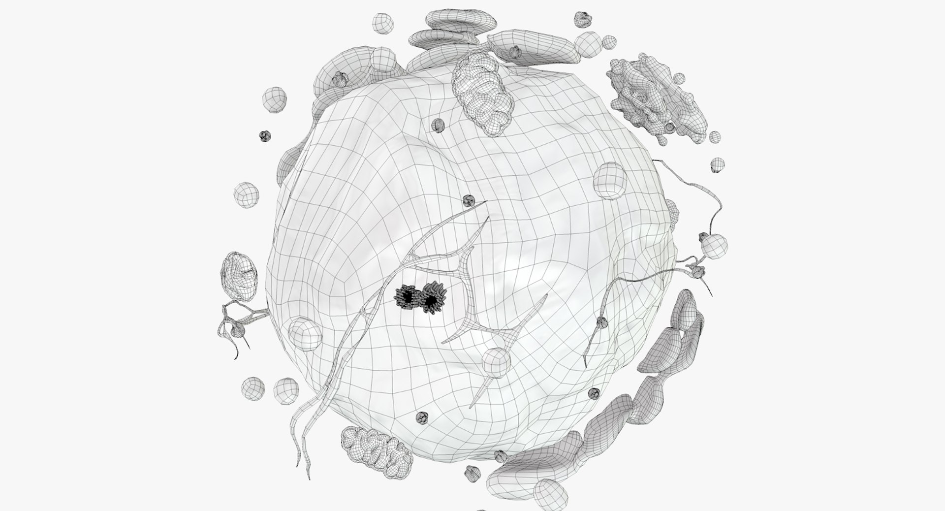 3D model lymphocyte t-cell b-cell - TurboSquid 1267406
