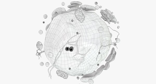 3D model lymphocyte t-cell b-cell - TurboSquid 1267406