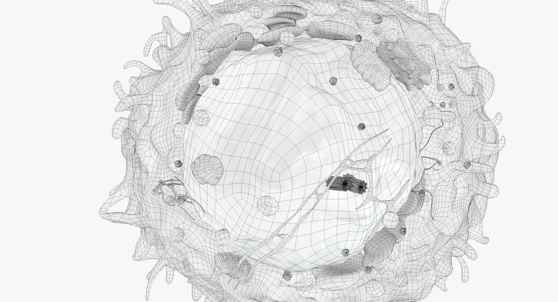 3D model lymphocyte t-cell b-cell - TurboSquid 1267406