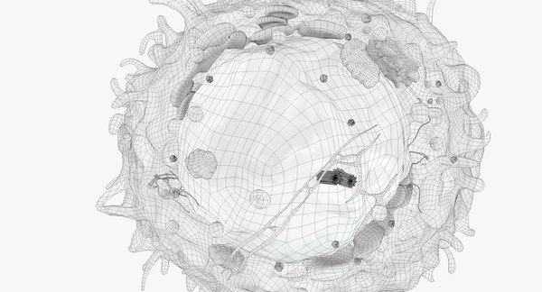 3D model lymphocyte t-cell b-cell - TurboSquid 1267406