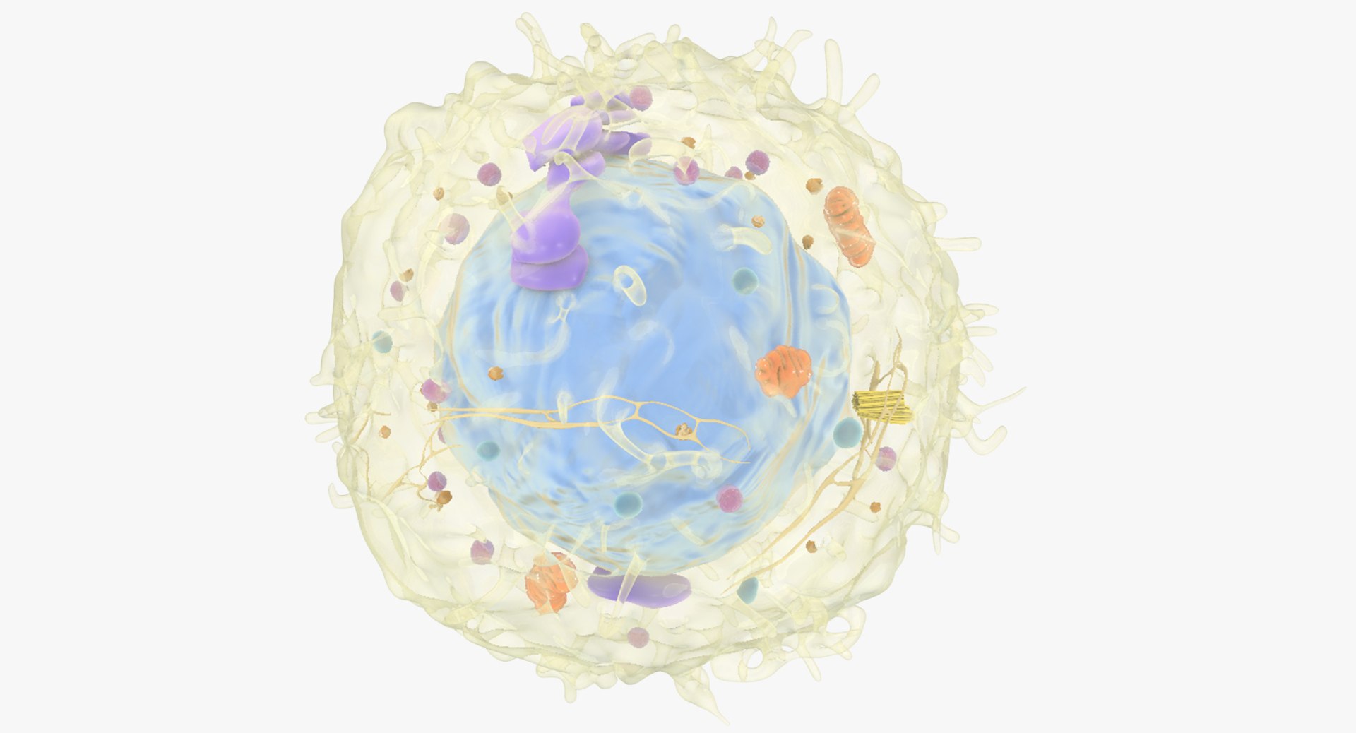 3D Model Lymphocyte T-cell B-cell - TurboSquid 1267406
