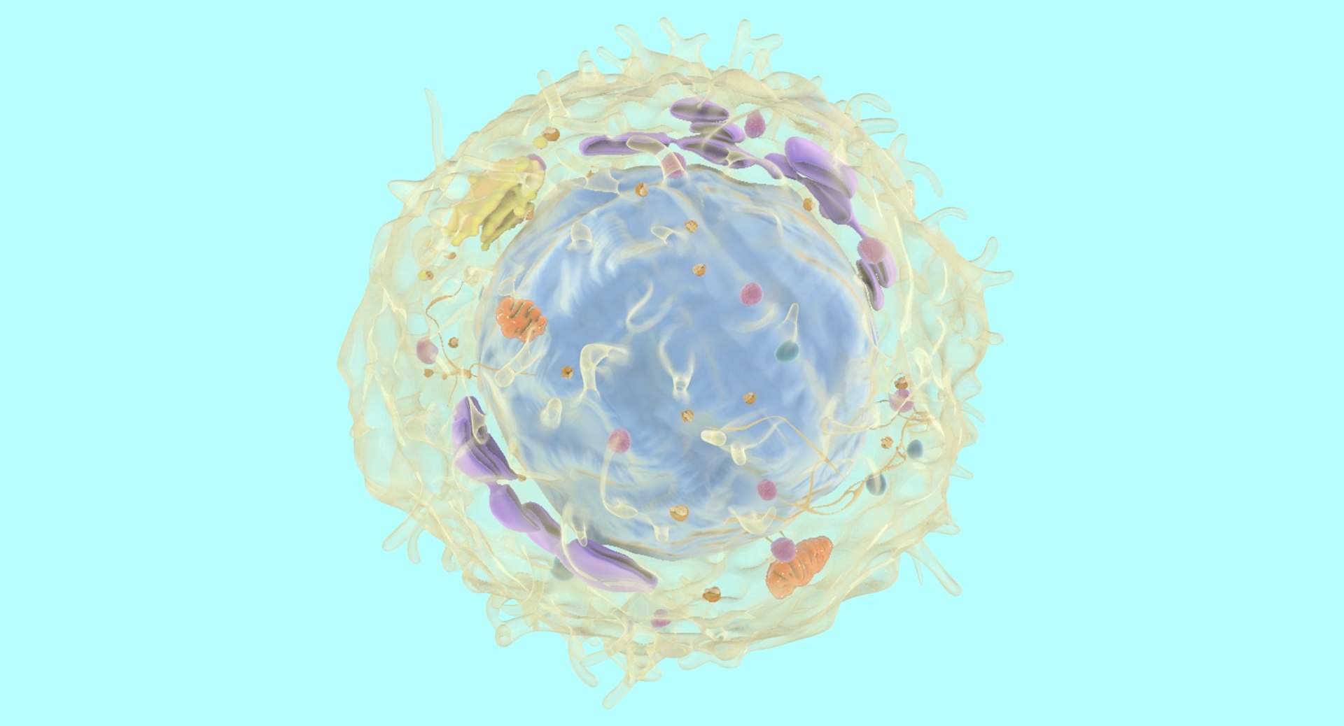 3D model lymphocyte t-cell b-cell - TurboSquid 1267406