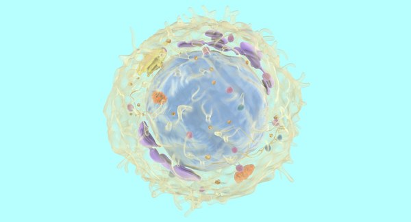 3D model lymphocyte t-cell b-cell - TurboSquid 1267406