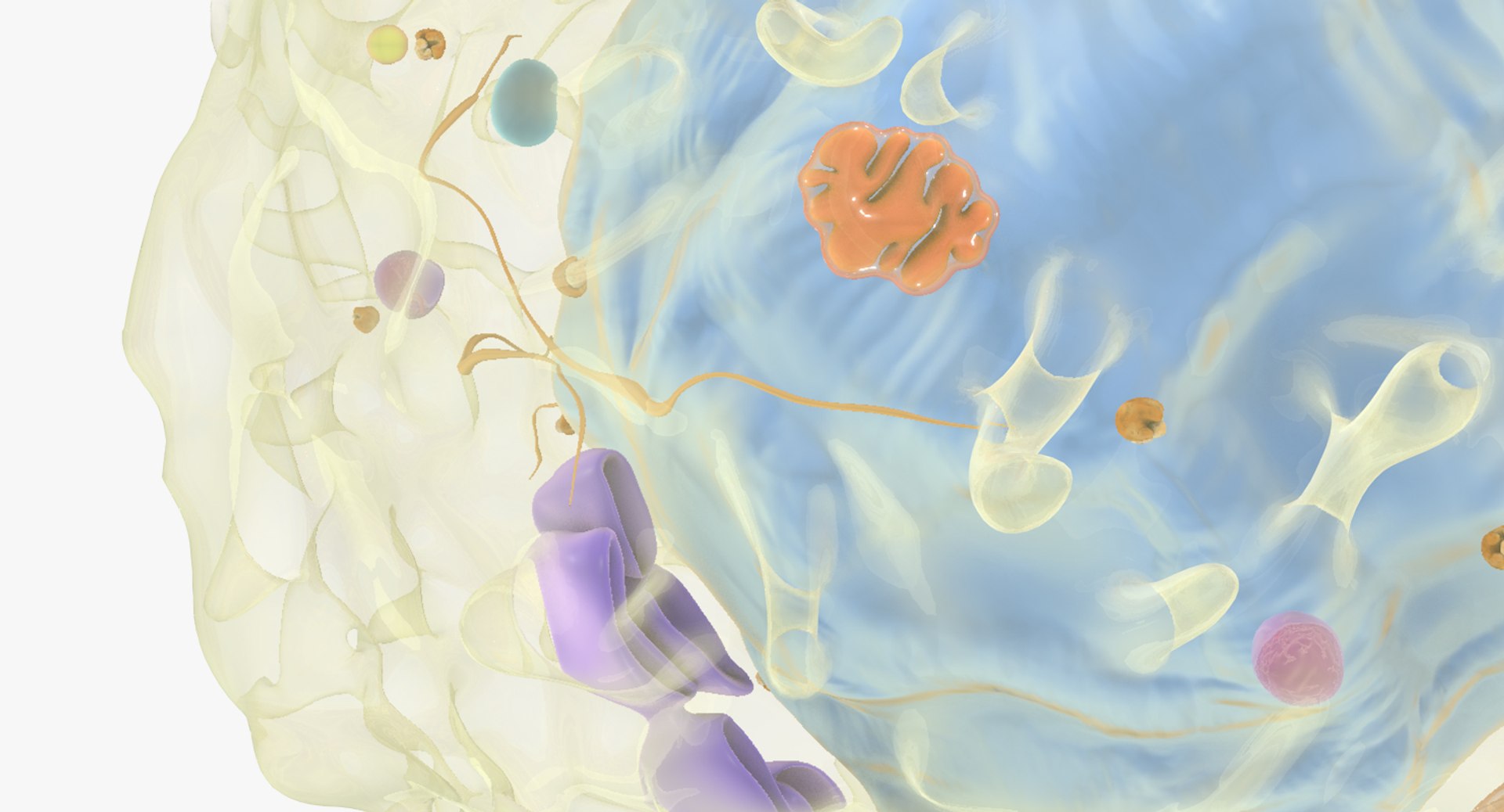 3D model lymphocyte t-cell b-cell - TurboSquid 1267406