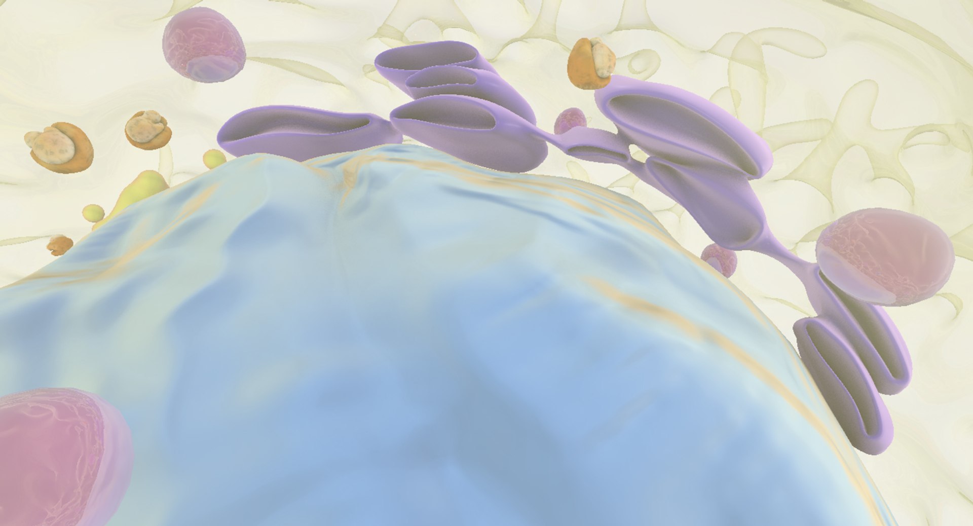 3D model lymphocyte t-cell b-cell - TurboSquid 1267406