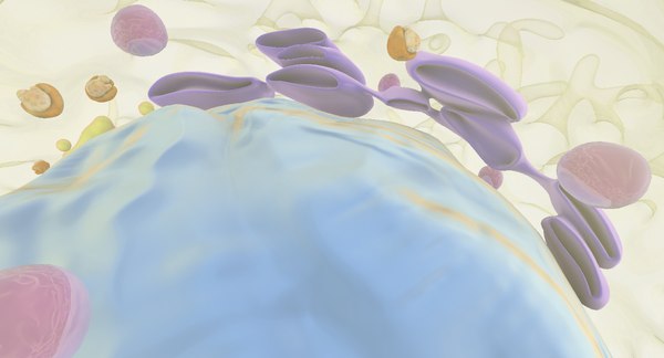 3D model lymphocyte t-cell b-cell - TurboSquid 1267406