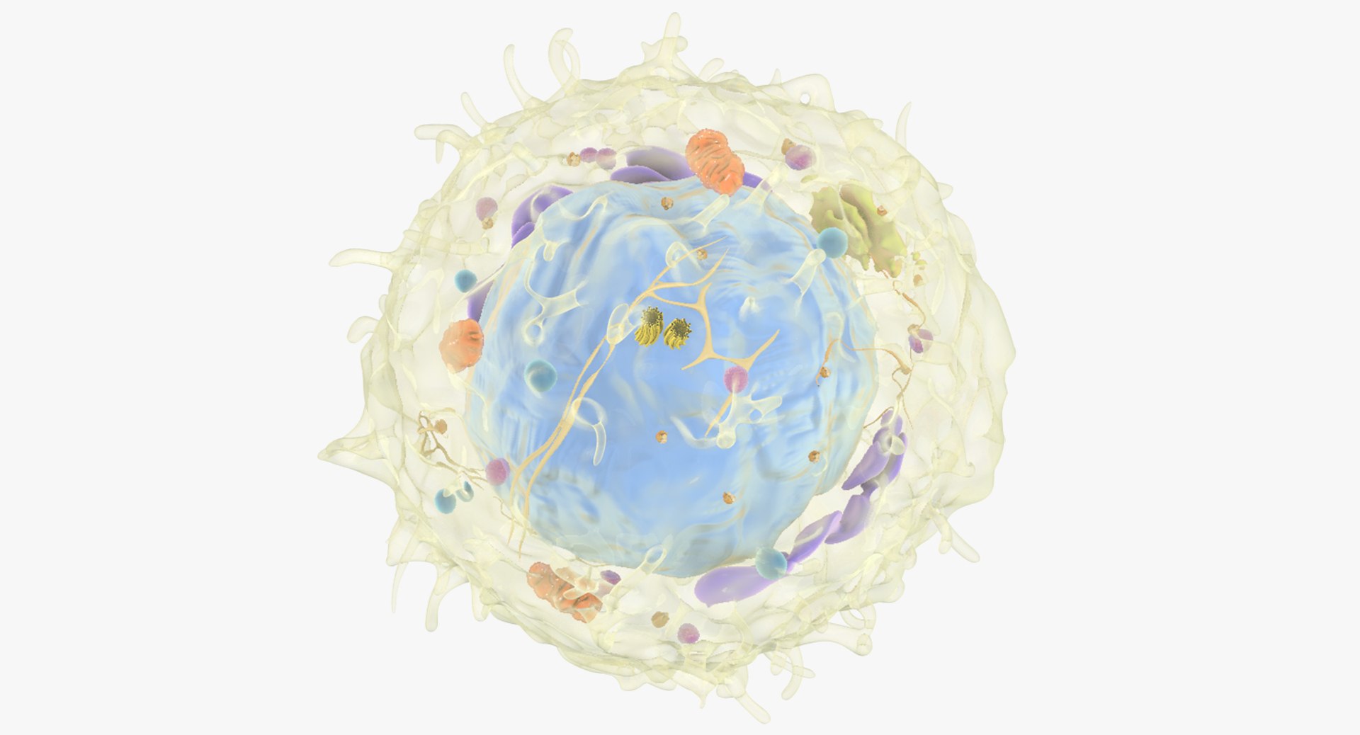 3D Model Lymphocyte T-cell B-cell - TurboSquid 1267406