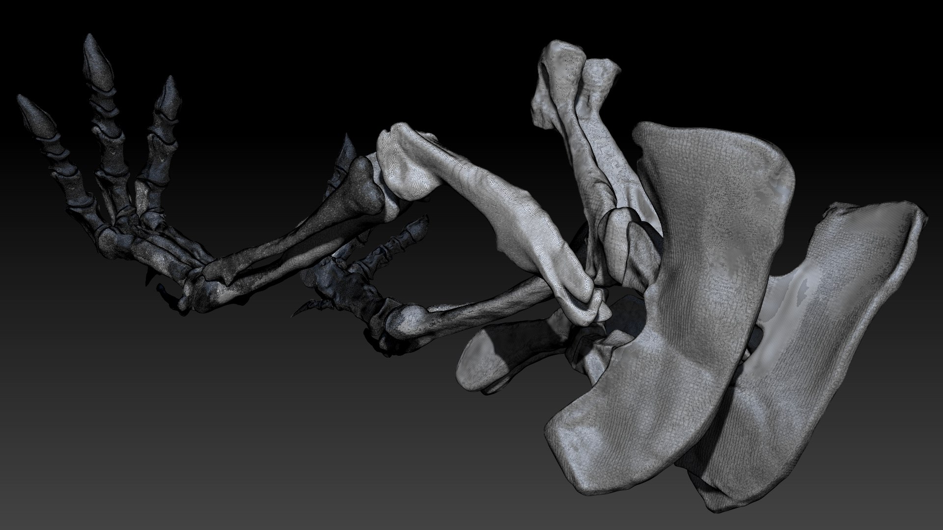 Spinosaurus Hip-Leg Skeletons Set 3D Model - TurboSquid 1714694