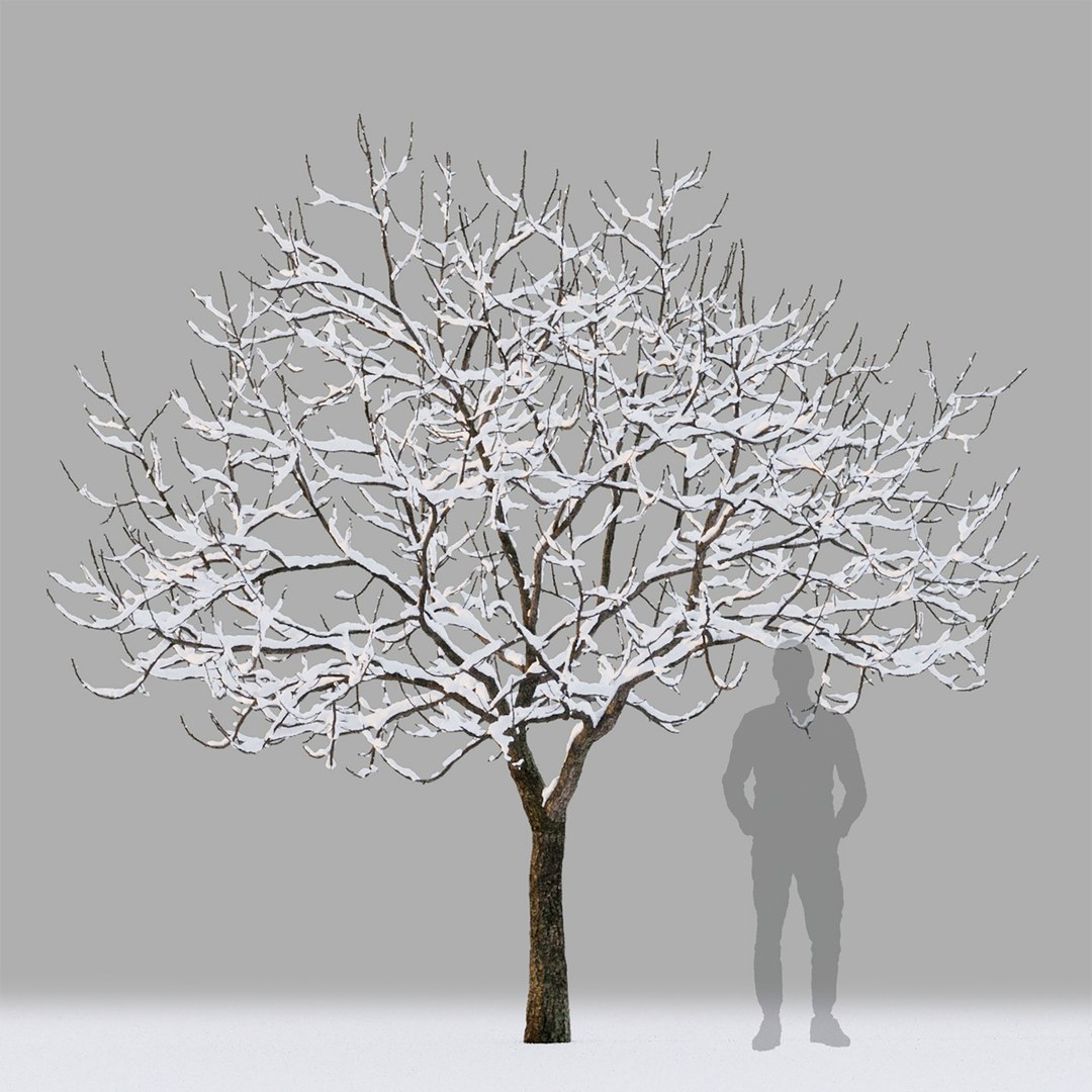 3D Trees Winter 01 - TurboSquid 1826628