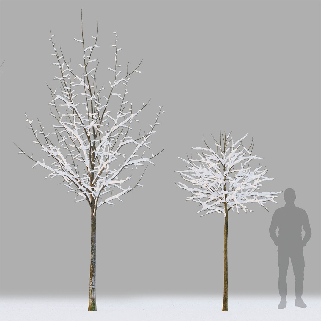 3D Trees Winter 01 - TurboSquid 1826628