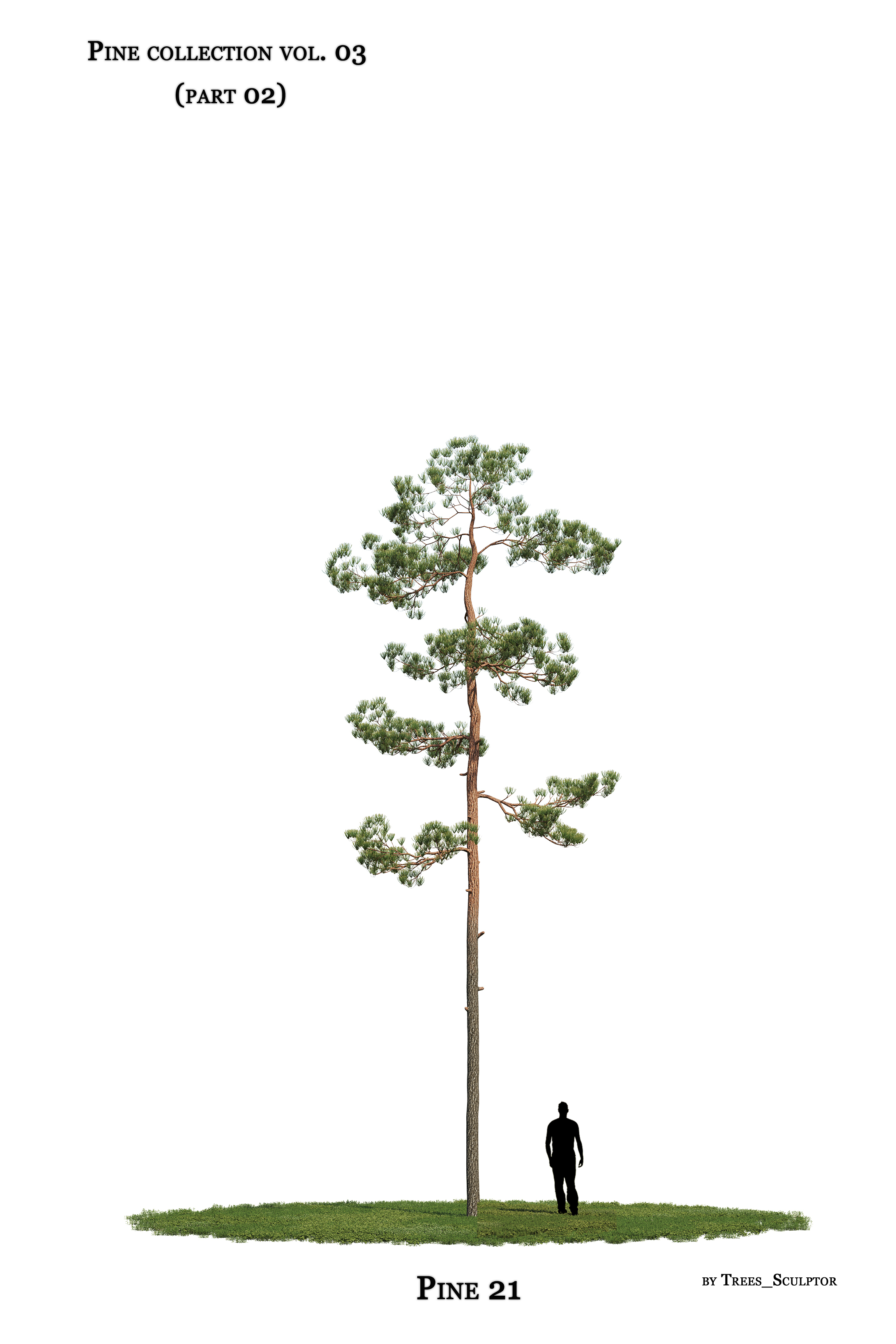 3D pine pine-trees tree model - TurboSquid 1252369