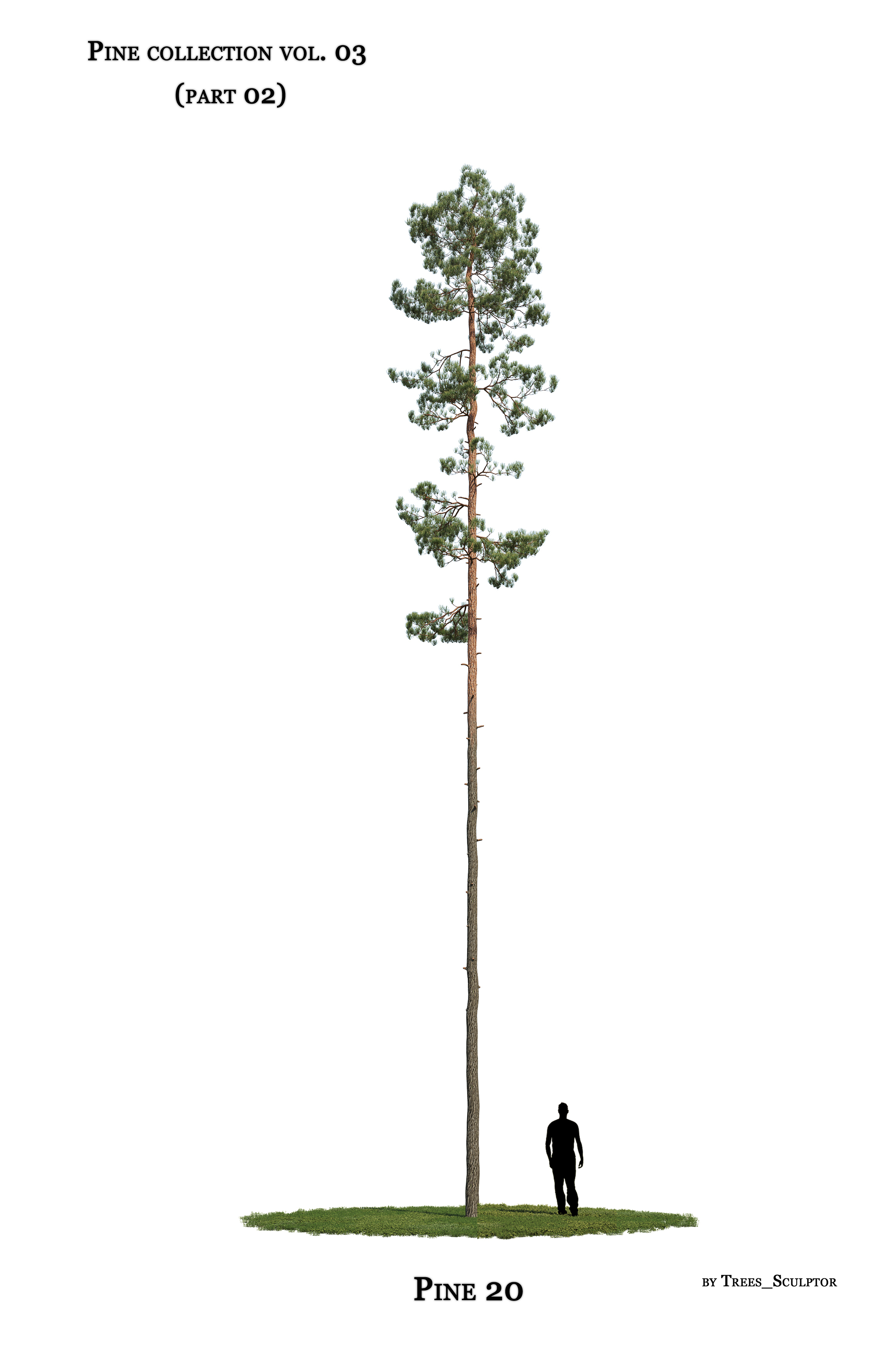3D pine pine-trees tree model - TurboSquid 1252369