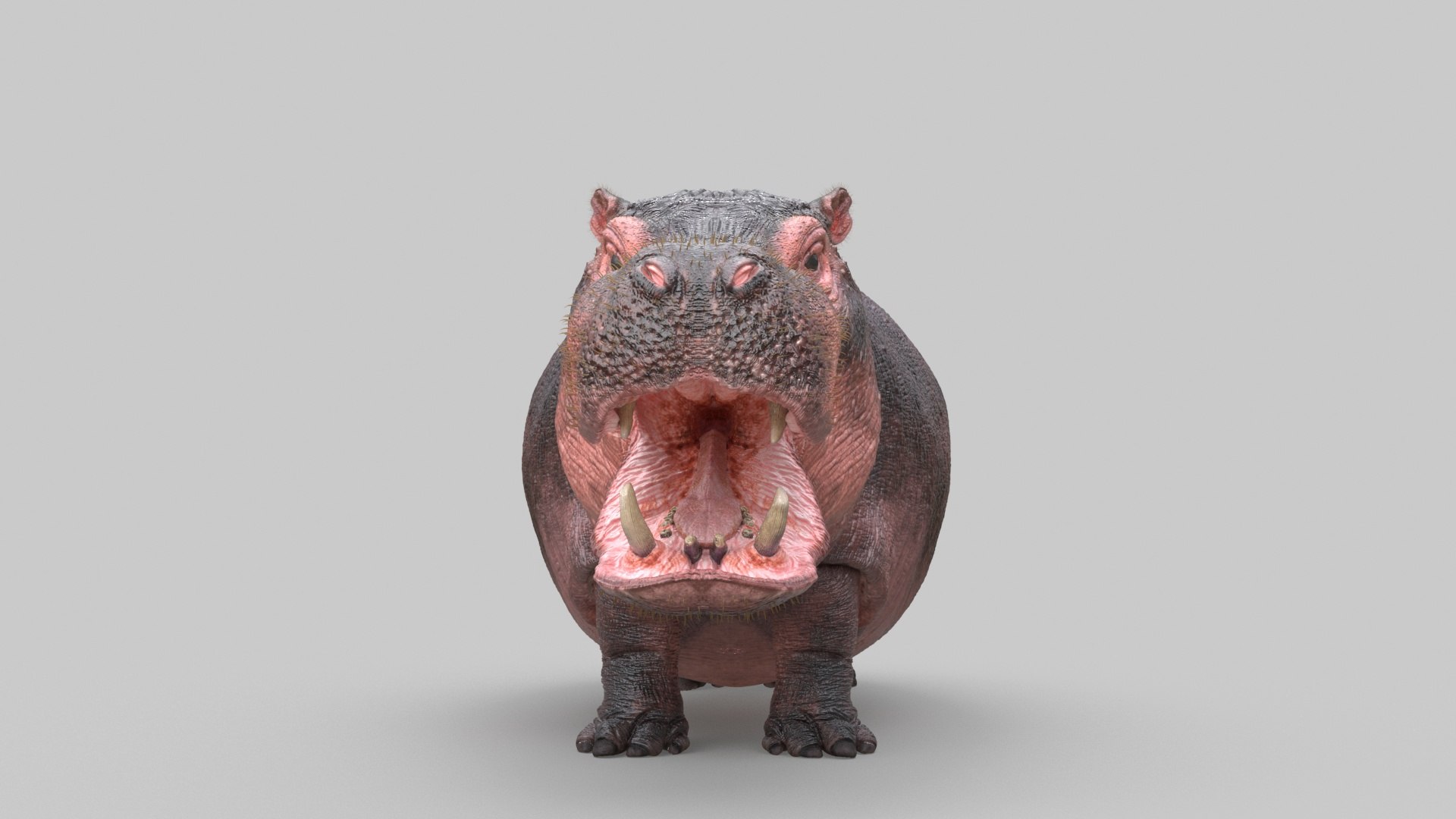 3D Hippopotamus - TurboSquid 1923222