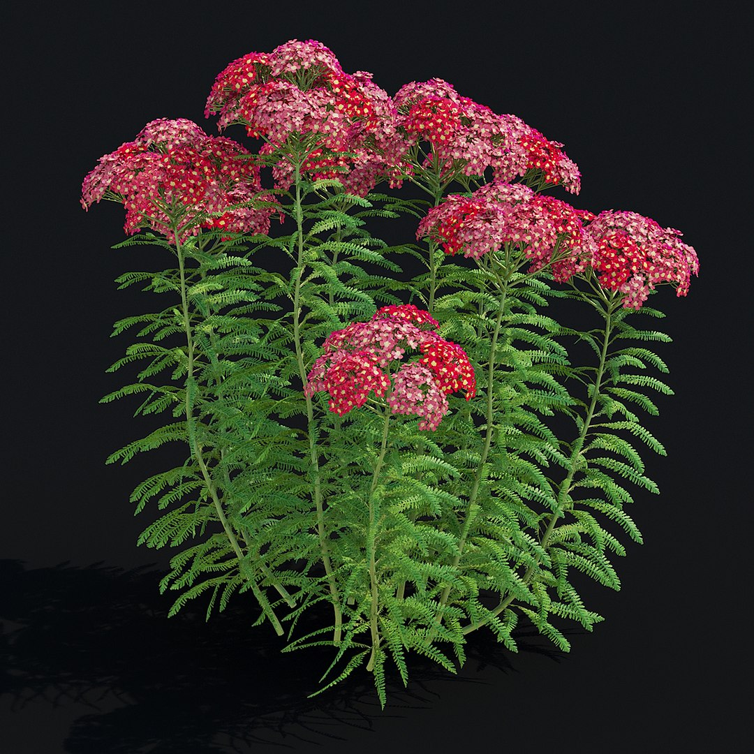 Achillea Millefolium Vol 4 3D Model - TurboSquid 1976331
