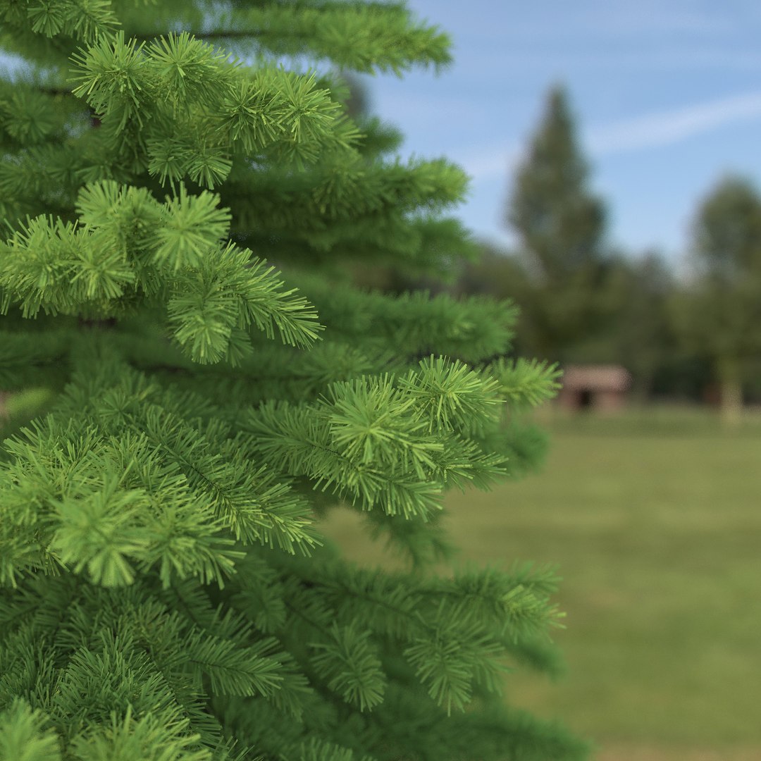 3D spruce tree - TurboSquid 1440525