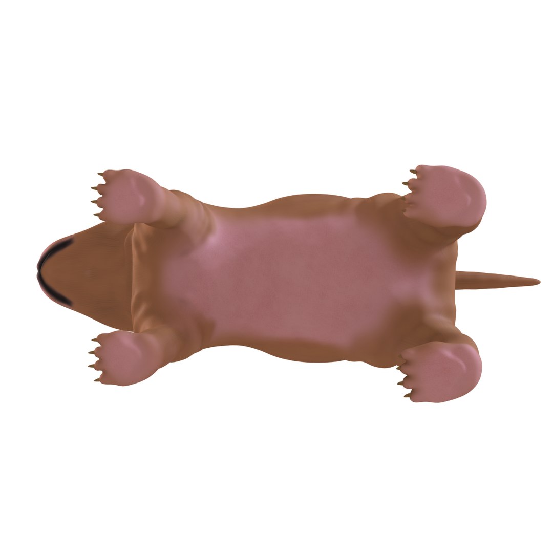 Newborn Puppy 3d Model