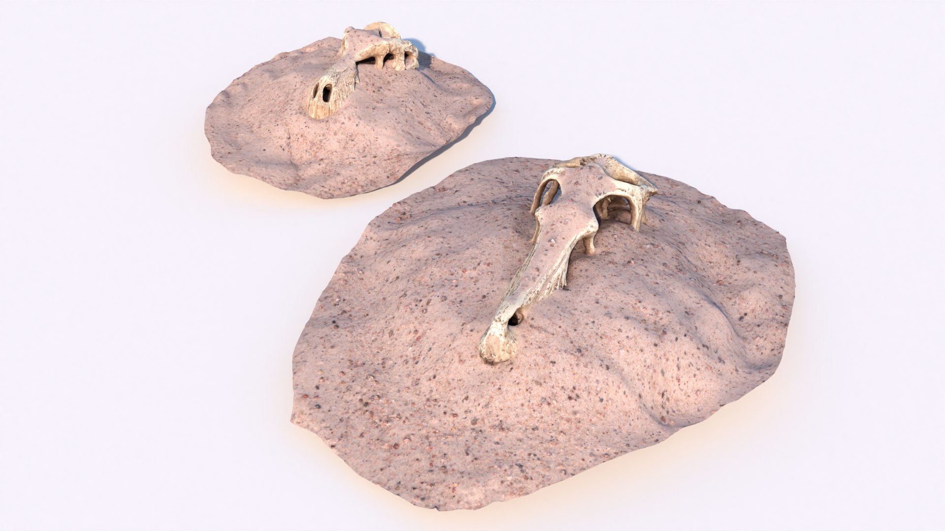 3D Animal skull model - TurboSquid 2159983