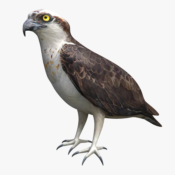 Osprey 3D Models for Download | TurboSquid