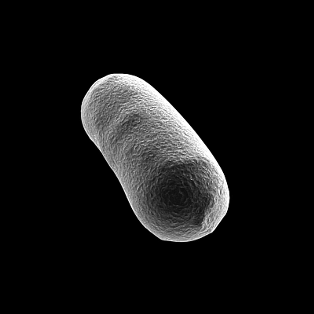 3d Bacillus Bacteria Model