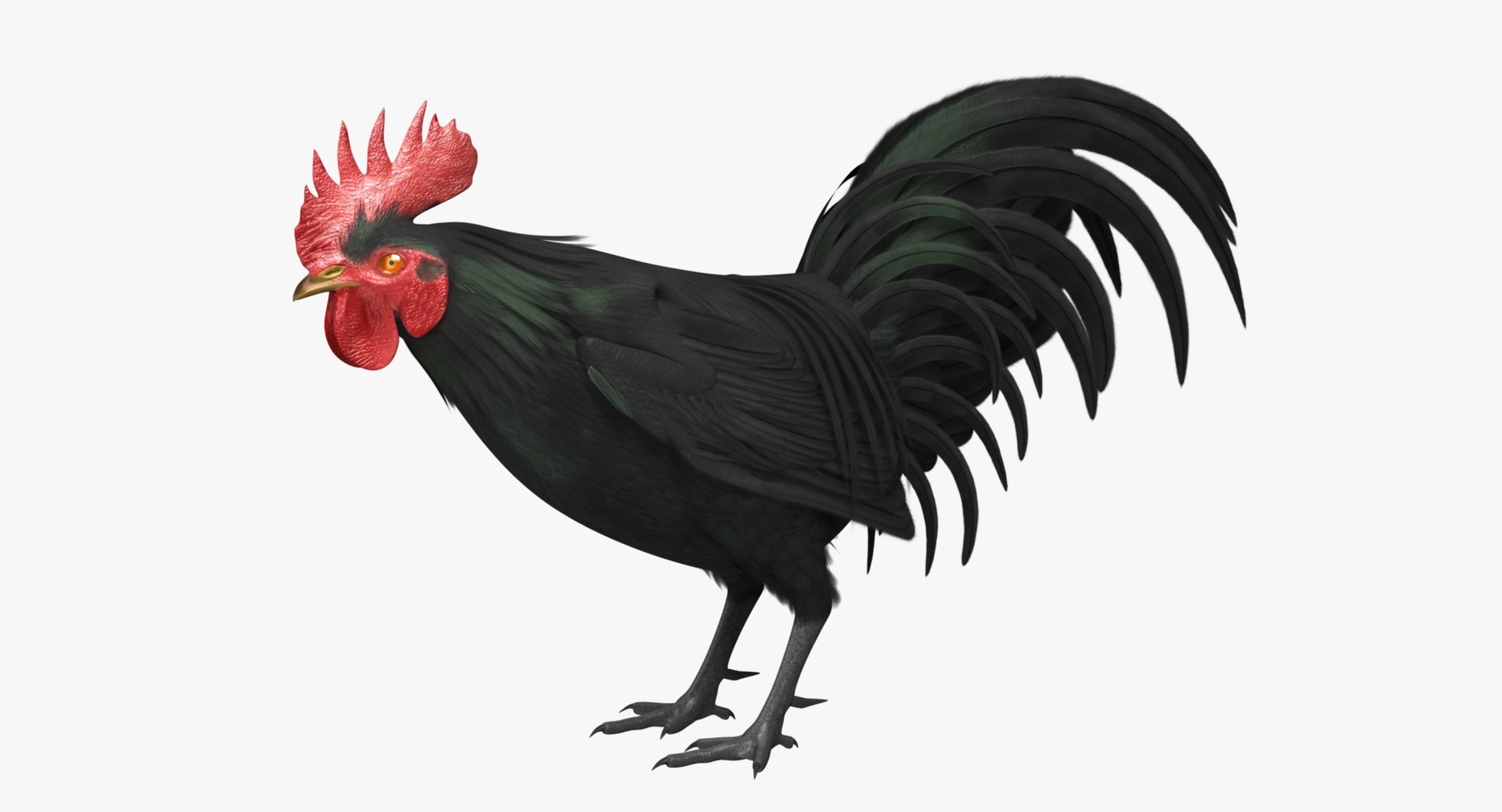 Gallus Domesticus Black Domestic 3d Model