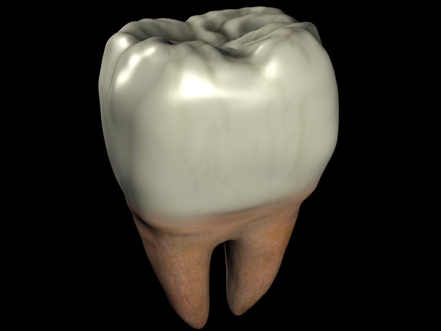 Molar Teeth 3d Model